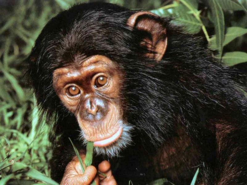 Animales omnívoros (biología) - Escuelapedia - Recursos ...