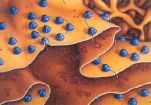 Ribosomas - Escuelapedia - Recursos Educativos