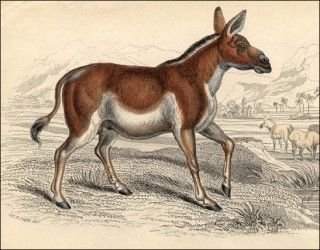 El quagga - Escuelapedia - Recursos Educativos