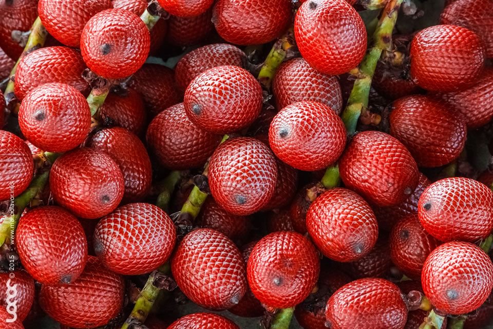 Las frutas más raras y exóticas del mundo - Escuelapedia - Recursos ...