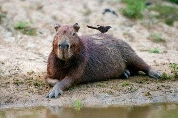 Información sobre el carpincho - Escuelapedia - Recursos Educativos