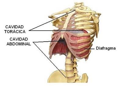 Cavidades del cuerpo humano - Escuelapedia - Recursos ...