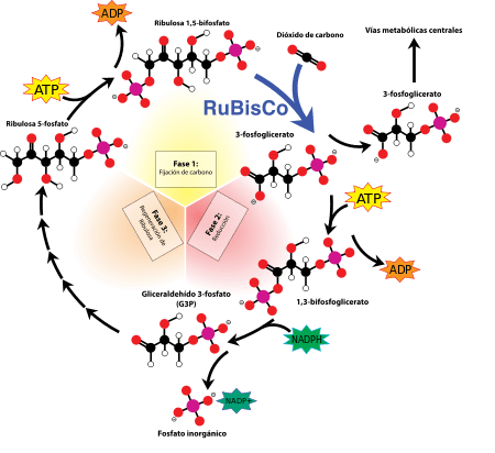 El Ciclo de Calvin-Benson - Escuelapedia - Recursos ...