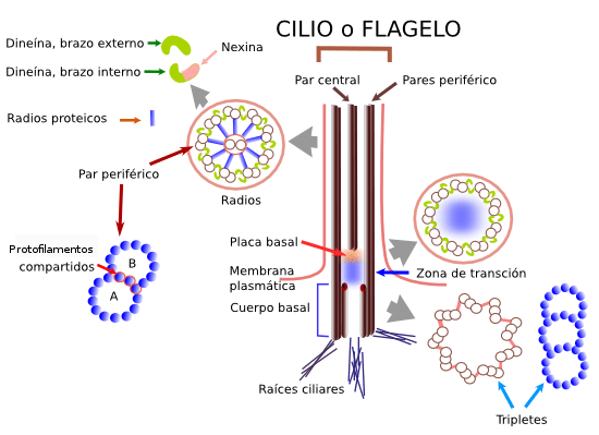Los cilios y los flagelos - Escuelapedia - Recursos ...