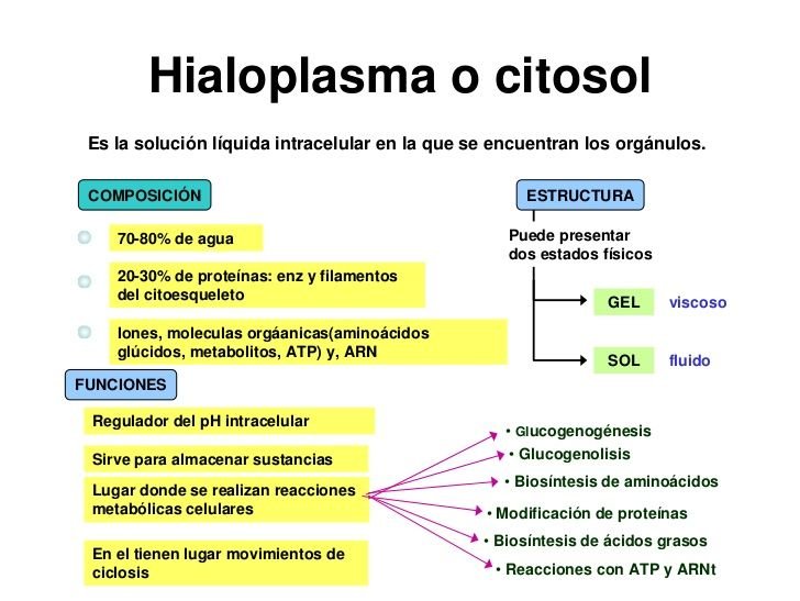 El hialoplasma - Escuelapedia - Recursos EducativosEscuelapedia ...