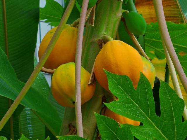 El mamón (Carica papaya) - Escuelapedia - Recursos ...