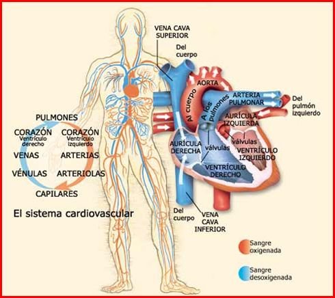 El sistema cardiovascular (anatomía) - Escuelapedia - Recursos ...