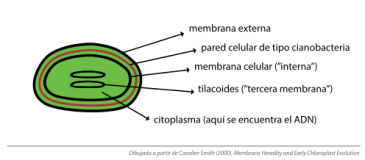 Floración de cianobacterias - Escuelapedia - Recursos Educativos