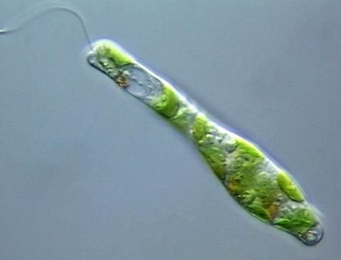 Filo Euglenoidea o Euglenophyta - Escuelapedia - Recursos ...