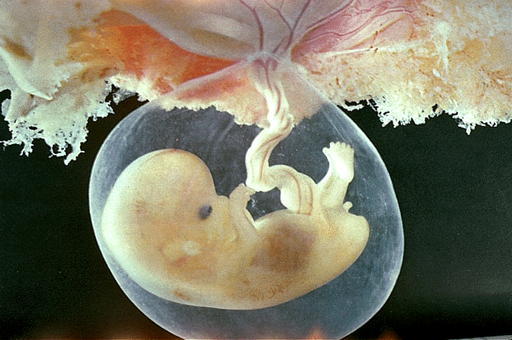La placenta - Escuelapedia - Recursos Educativos