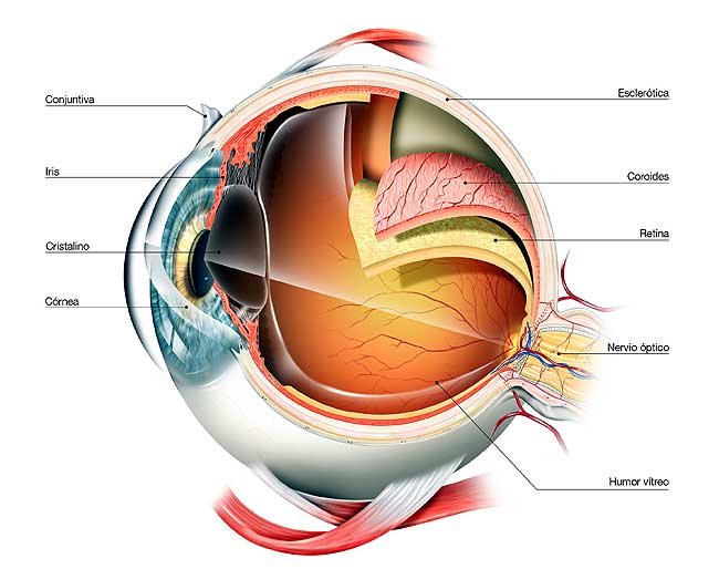 La visión, uno de los cinco sentidos - Escuelapedia - Recursos Educativos