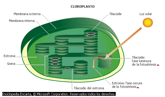 Qué son los cloroplastos - Escuelapedia - Recursos Educativos