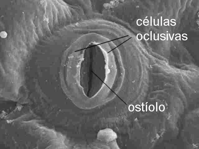 Los estomas - Escuelapedia - Recursos EducativosEscuelapedia – Recursos ...