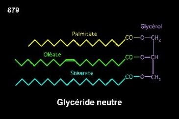 Los glicéridos - Escuelapedia - Recursos EducativosEscuelapedia ...