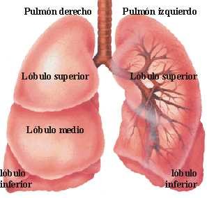 Pulmones - Escuelapedia - Recursos Educativos
