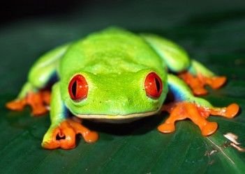 Información sobre el sapo - Escuelapedia - Recursos Educativos