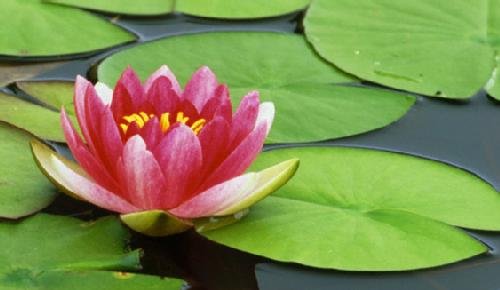 Sobre la botánica - Escuelapedia - Recursos EducativosEscuelapedia ...