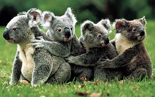 Subclase Metatheria - Escuelapedia - Recursos EducativosEscuelapedia ...