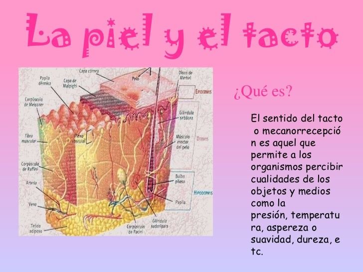 Tacto - Escuelapedia - Recursos Educativos