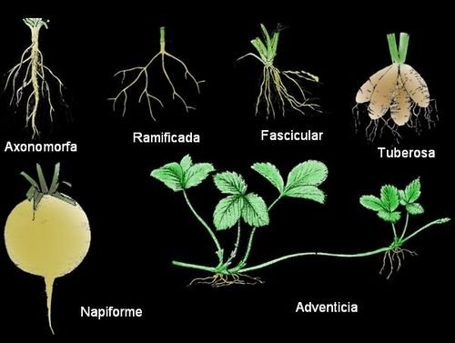 Tipos de raices - Escuelapedia - Recursos EducativosEscuelapedia ...