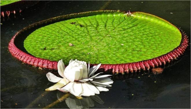 Victoria amazonica - Escuelapedia - Recursos EducativosEscuelapedia ...