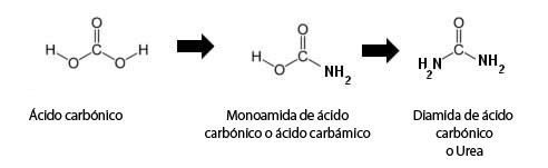 La urea - Escuelapedia - Recursos Educativos